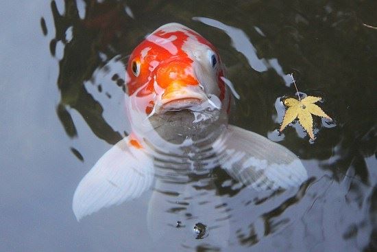koi_stare_web | Simple Pond